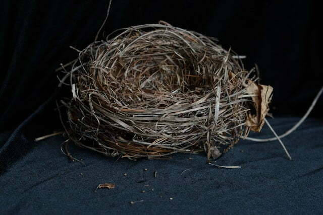 Flash Fiction – The Nest – Kane Williams